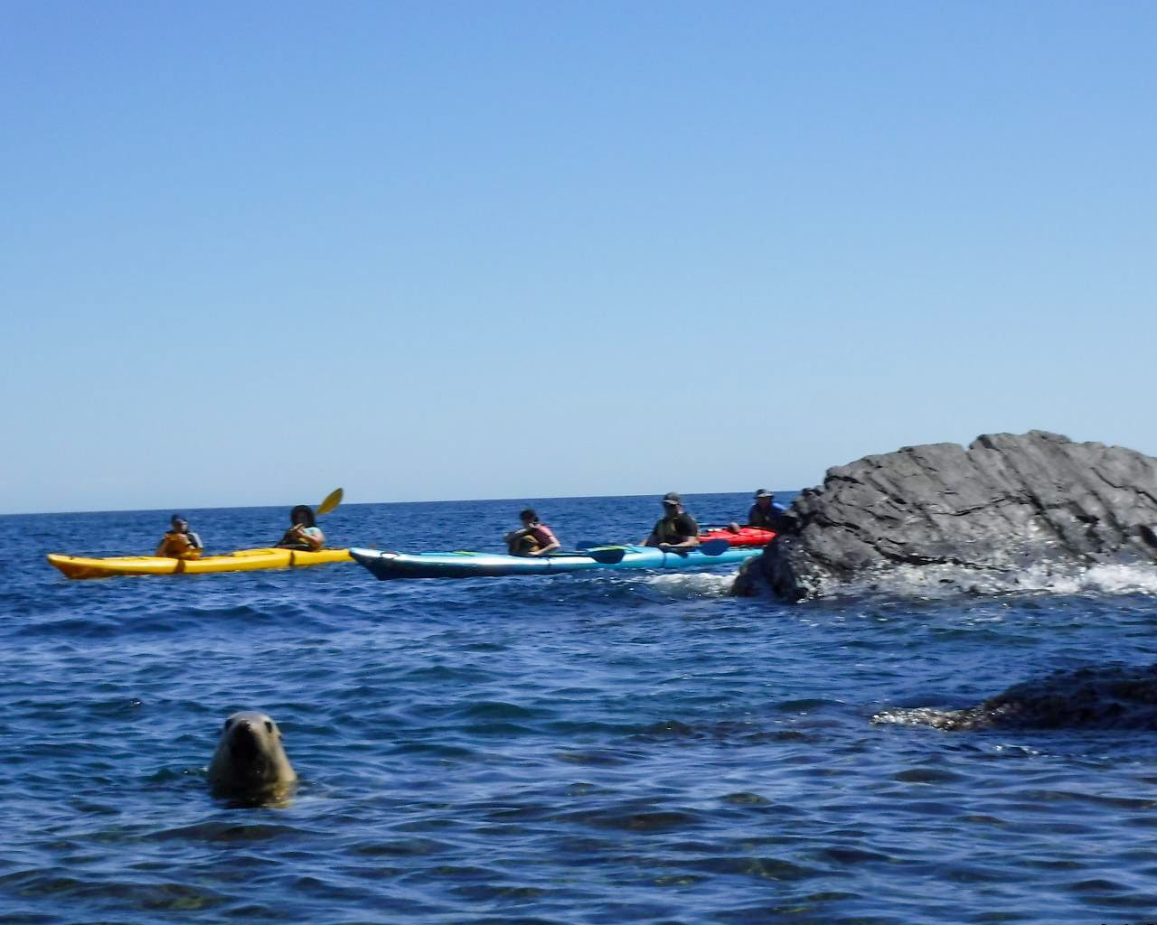 Rapid Bay Sea Kayaking Tour (up to 6 hours) - Adventure Kayaking SA ...