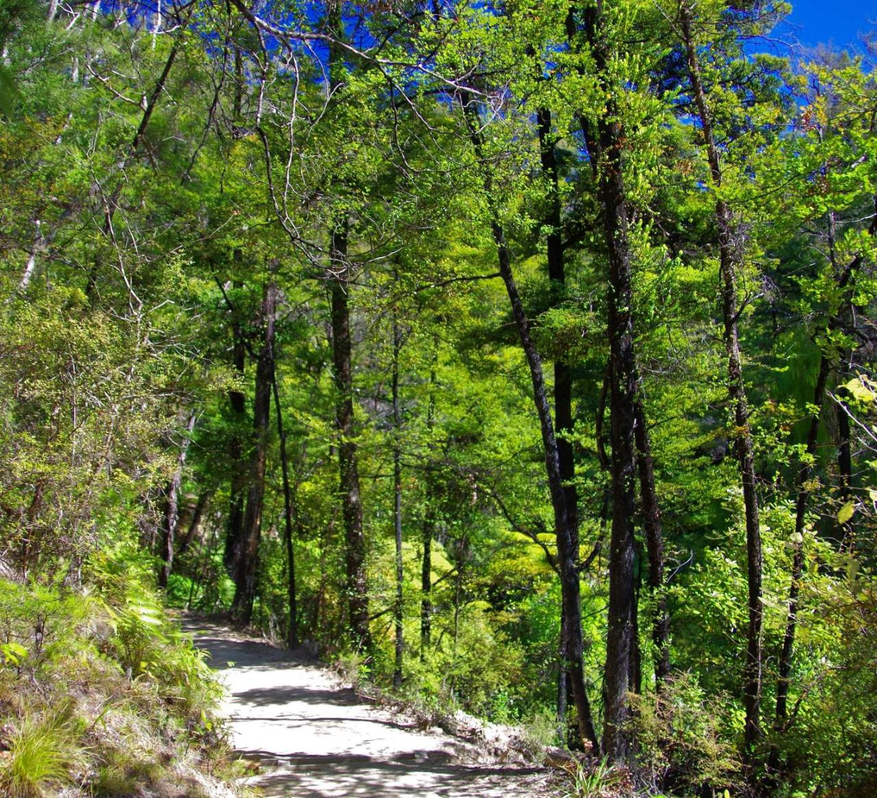 Discoverer Day Option B: Forest and Swing Bridge - Abel Tasman Sea ...