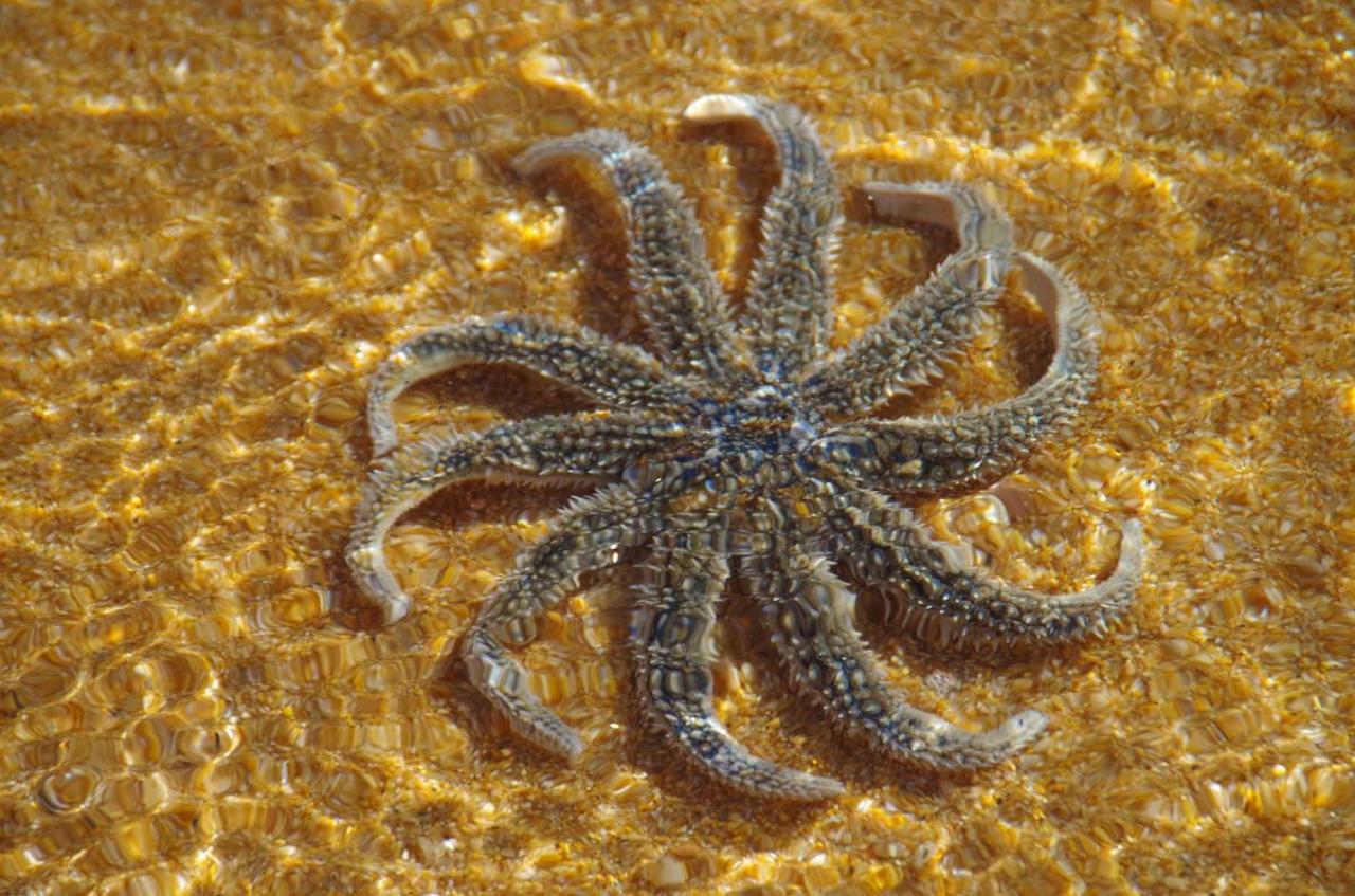 Discoverer Day Option A: Astrolabe Beaches and Bays - Abel Tasman Sea ...
