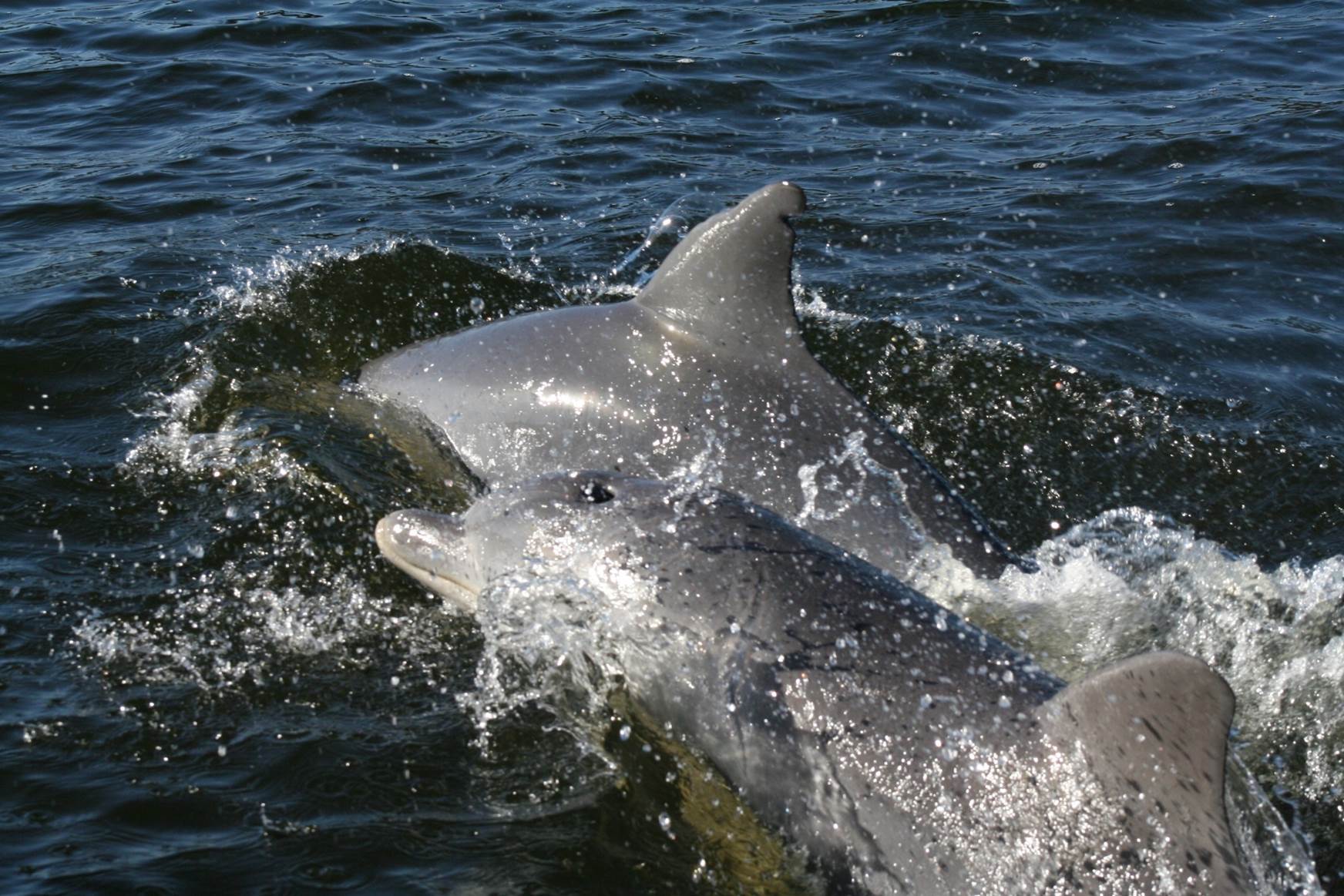 The river is our home incursion - Parks and Wildlife Service WA ...
