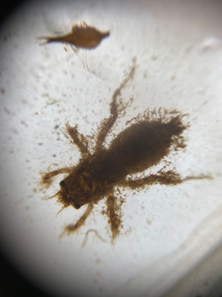 Incredible Invertebrates - Parks and Wildlife Service WA Reservations