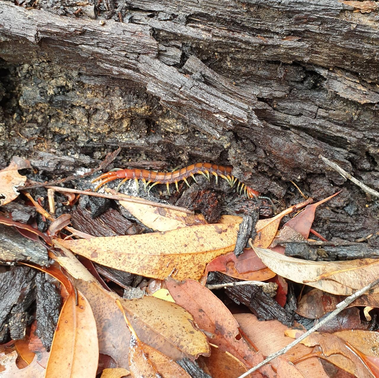 Creepy Crawlies @ Wellington Discovery Forest - Parks and Wildlife ...