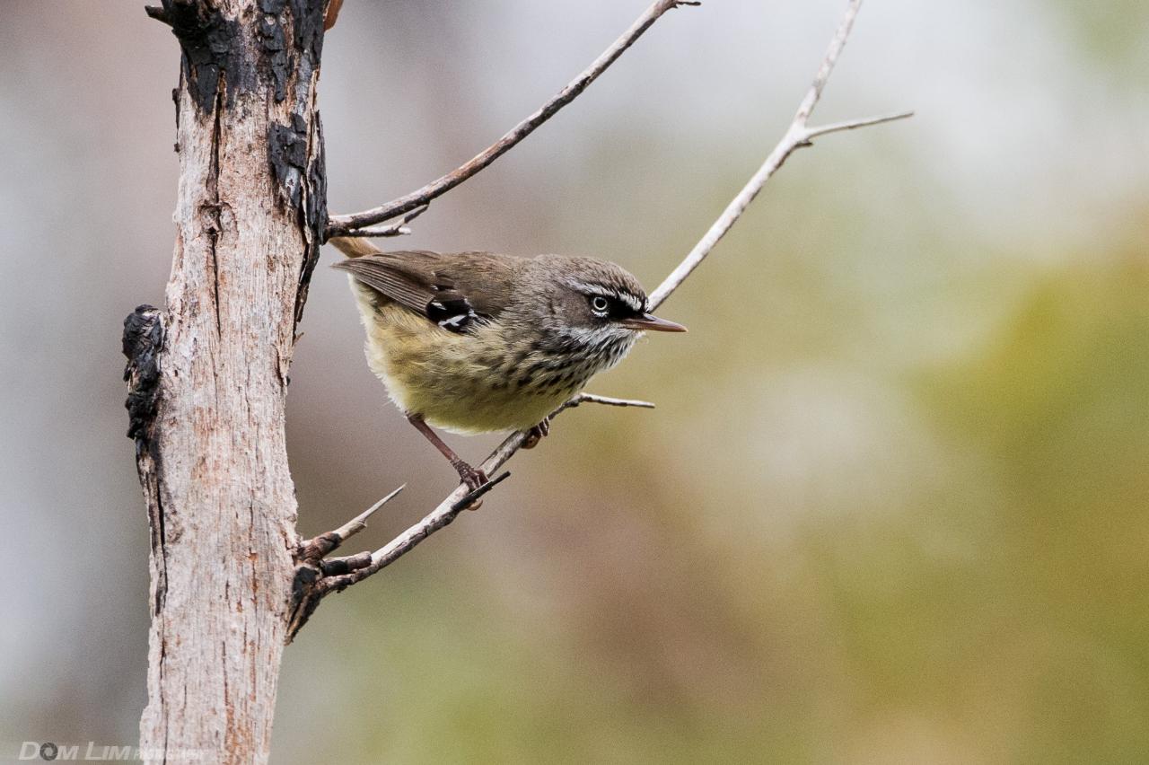 All about Birds - Parks and Wildlife Service WA Reservations