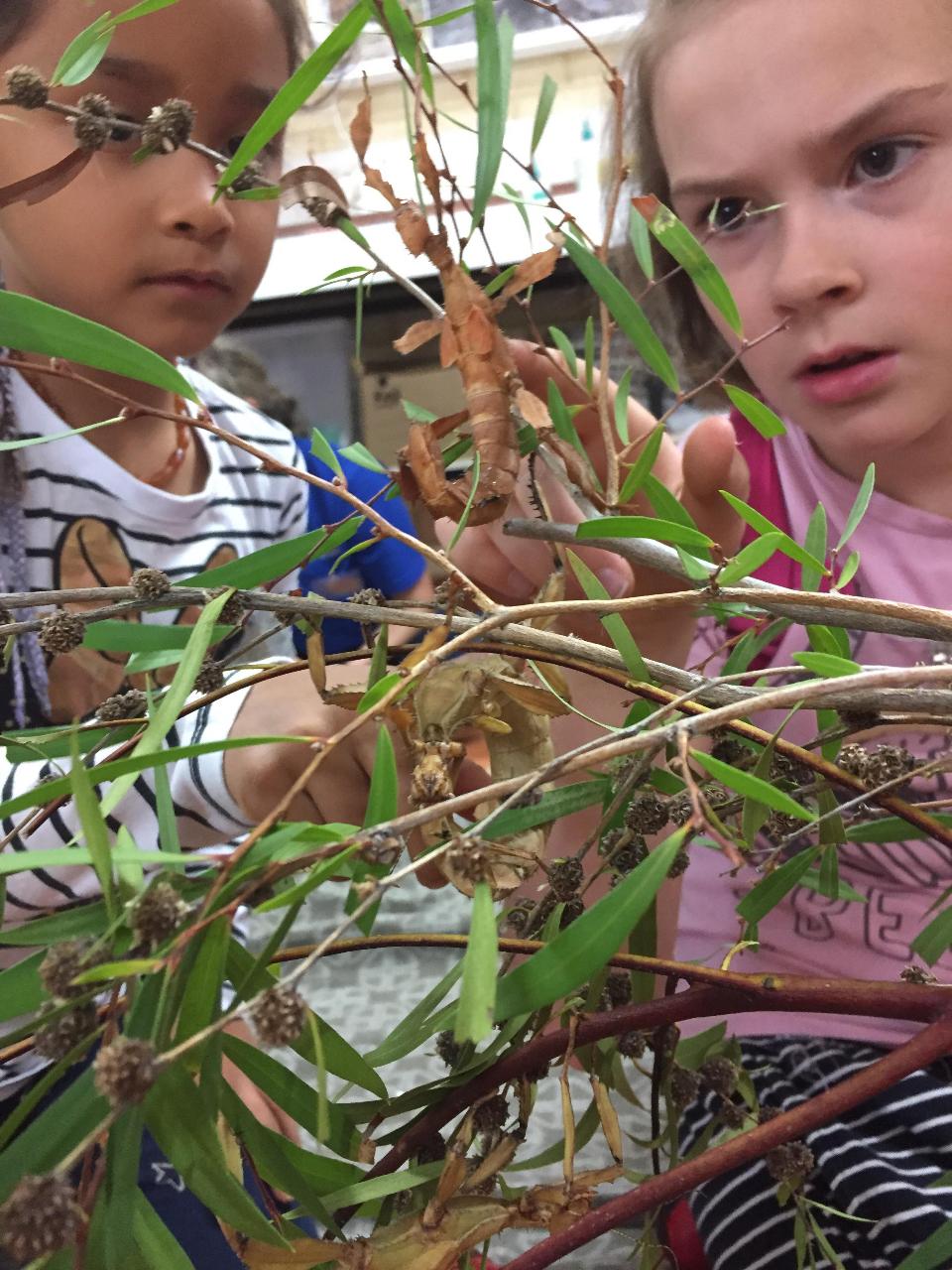 Creepy Crawlies Night Stalk - Parks and Wildlife Service WA Reservations