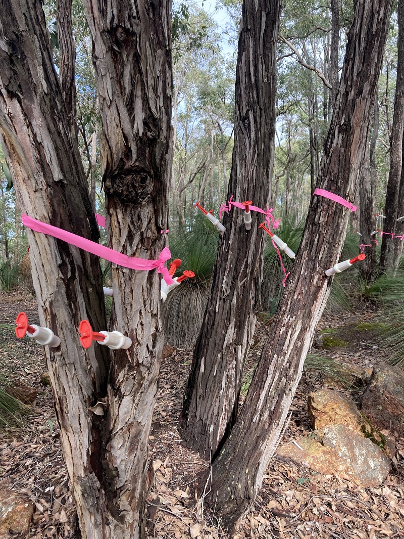 Dieback - bulldozing our biodiversity (11-12)-Perth Metro - Parks and ...