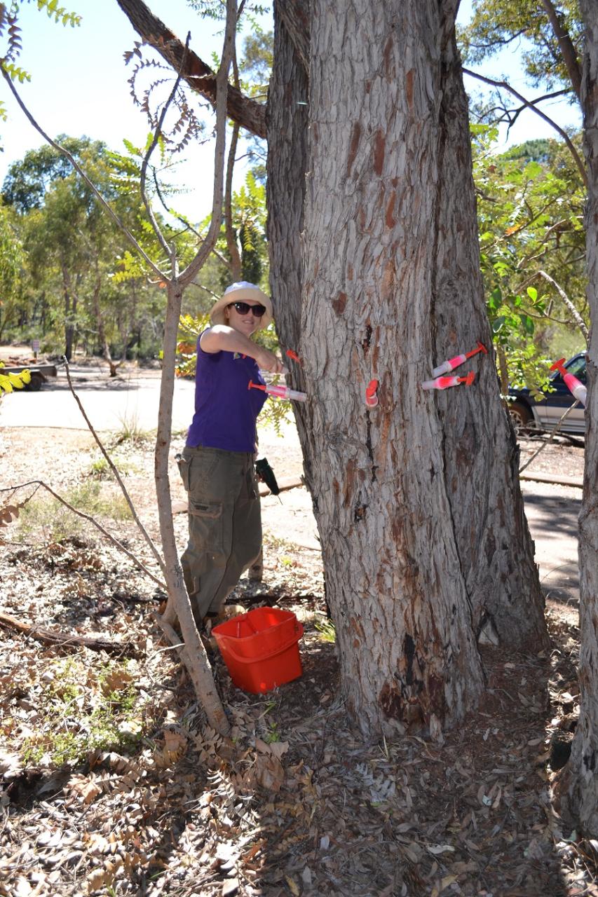 Dieback - bulldozing our biodiversity (11-12)-Perth Metro - Parks and ...