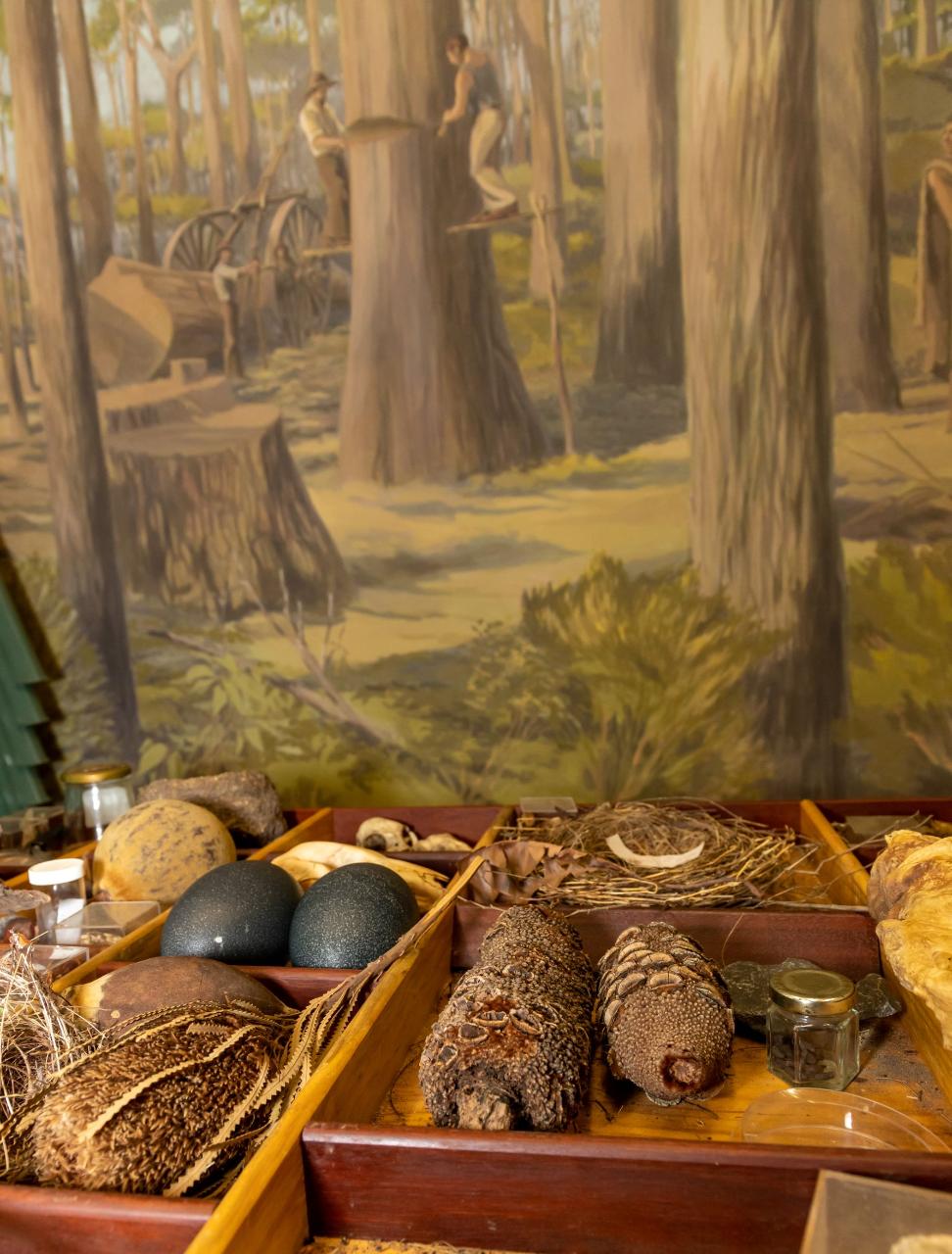 Forest Detectives + Sense Trail @ Wellington Discovery Forest - Parks ...