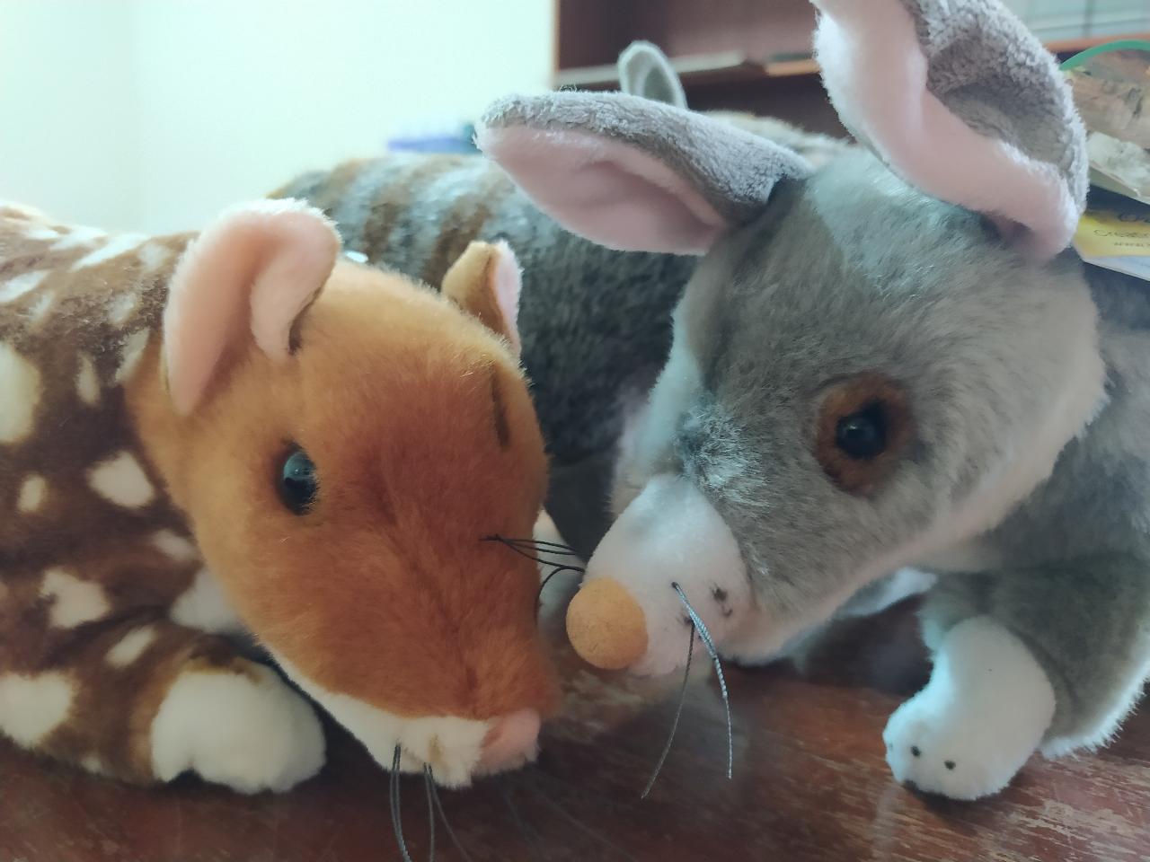 Saving Threatened Species (3-6) - Incursion-Perth Metro - Parks and ...