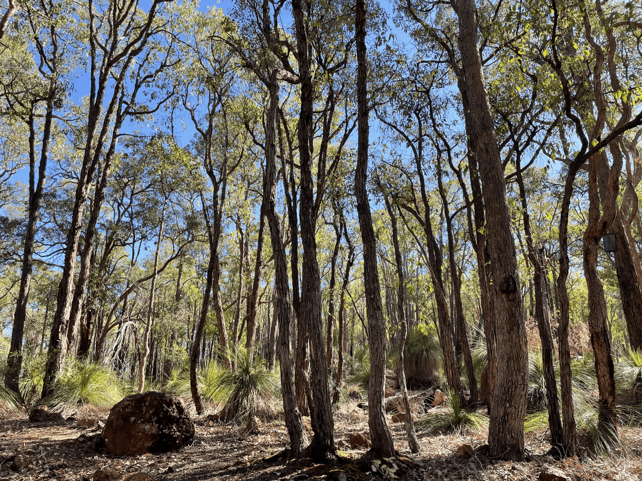 Excursion Conservation Project - Perth Hills Discovery Centre Beelu ...