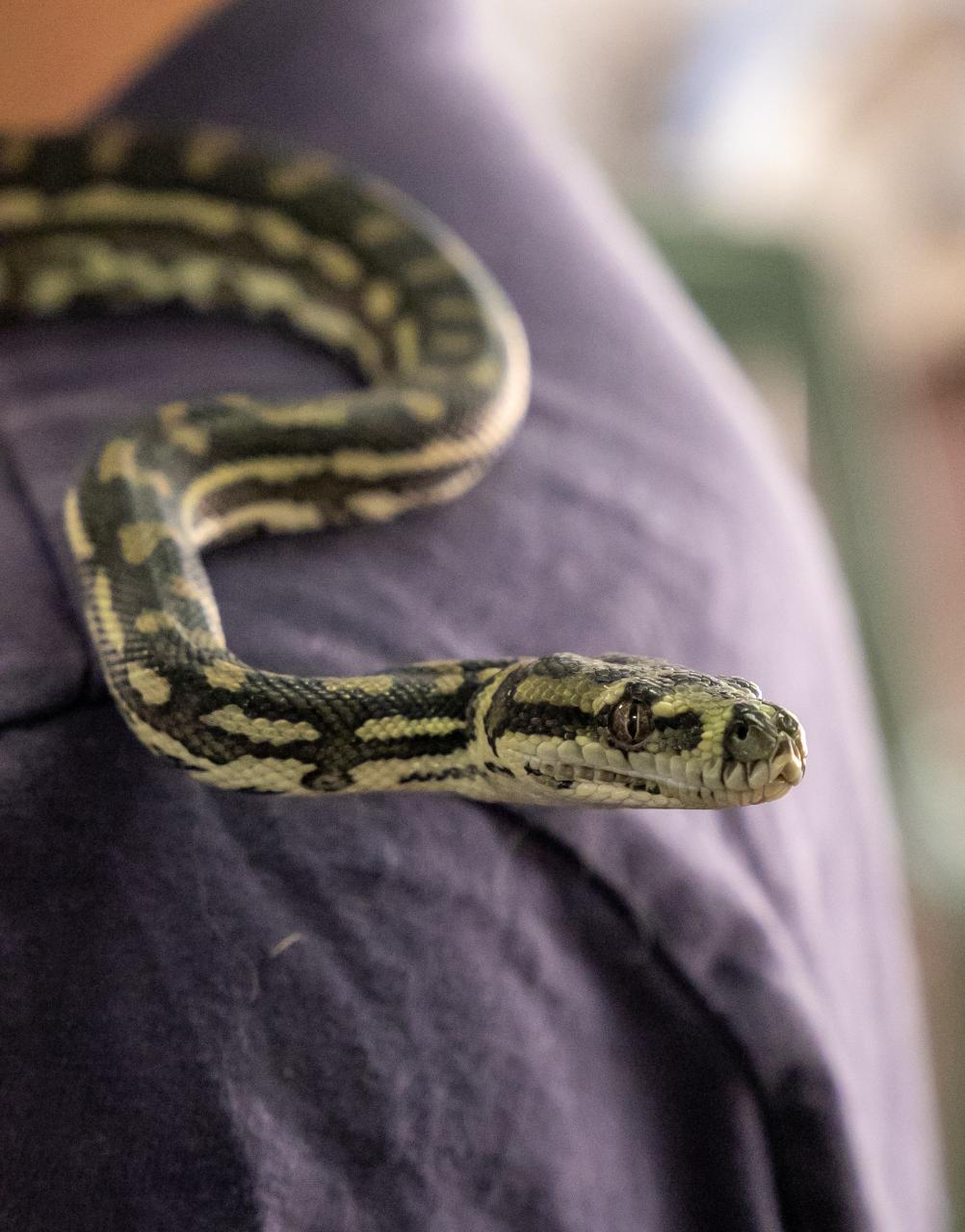 SW Reptile Encounter @ Wellington Discovery Forest - Parks and Wildlife ...
