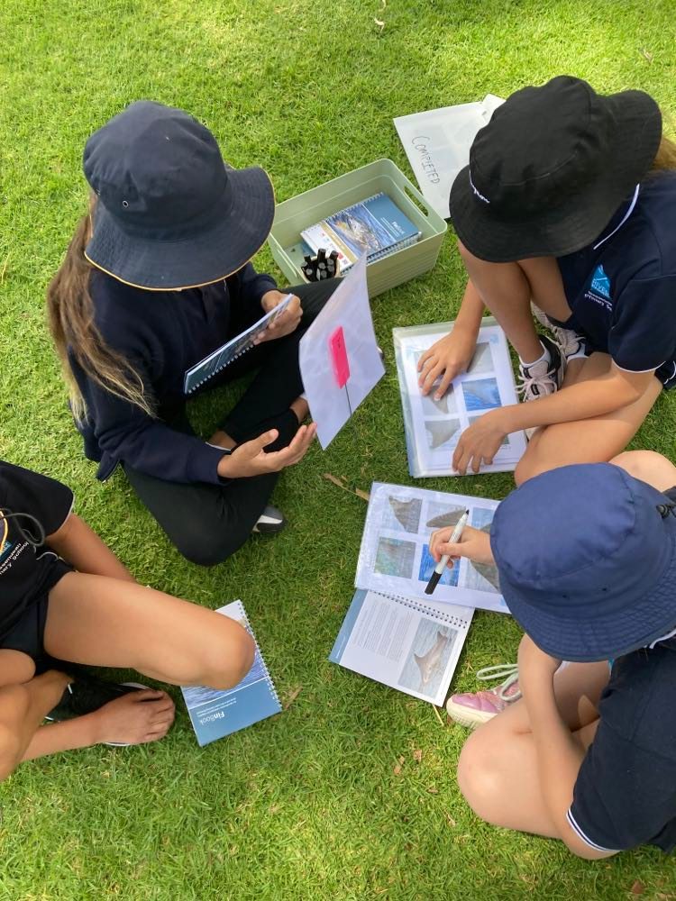 River Guardians Junior Dolphin Watch Incursion - Parks and Wildlife ...