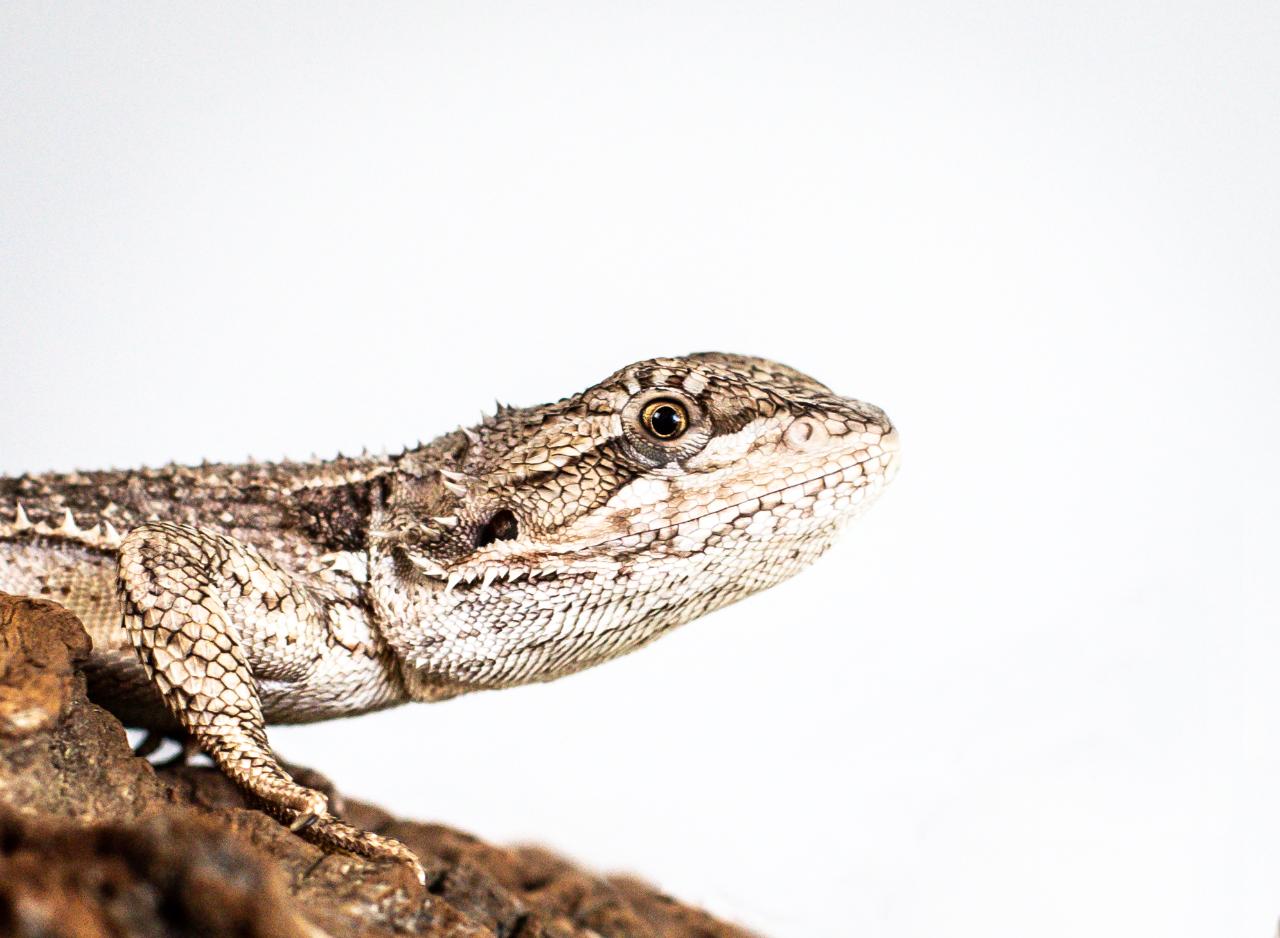 SW Reptile Encounter @ Wellington Discovery Forest - Parks and Wildlife ...