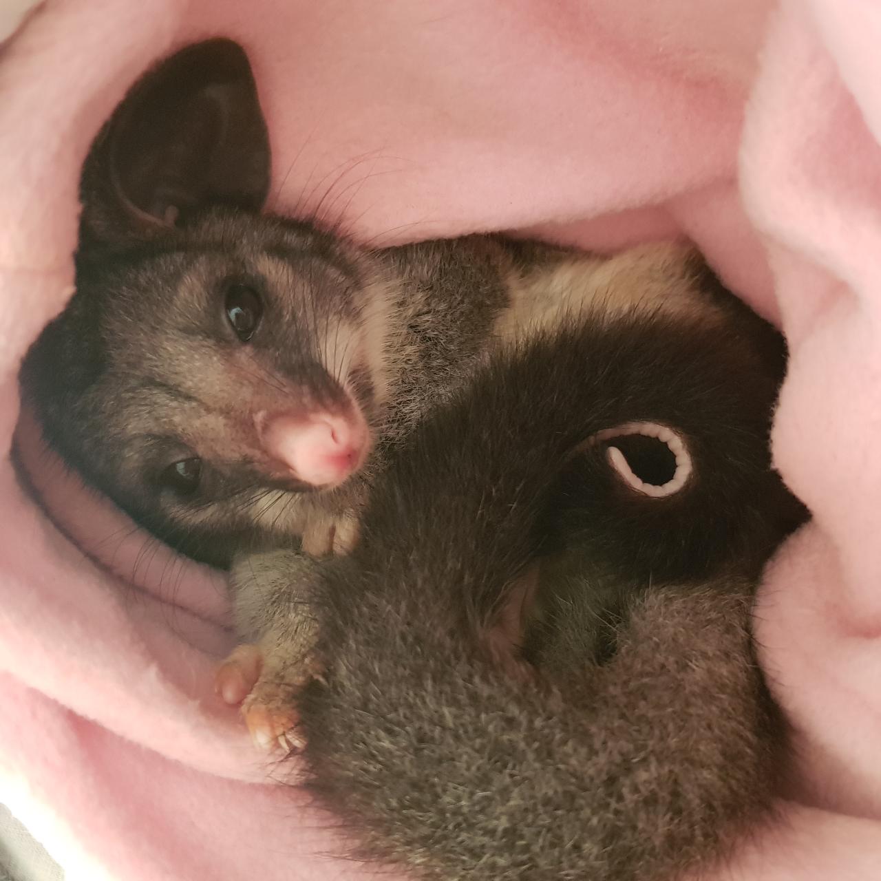 Basic Wildlife Rescue PHDC Parks And Wildlife Service WA Reservations basic-wildlife-rescue-phdc-parks-and-wildlife-service-wa-reservations