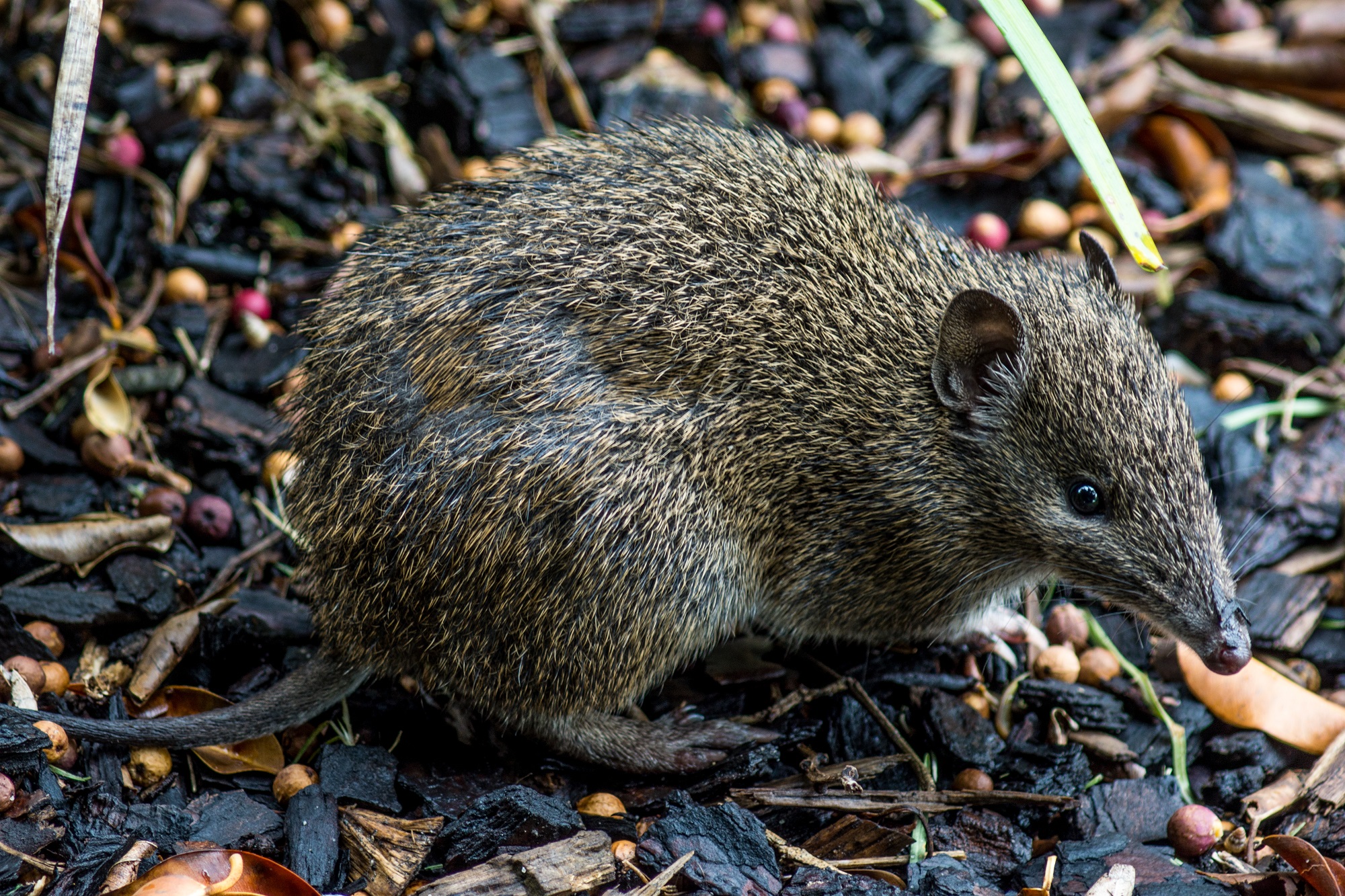 Bandicoot Bungalows - Parks and Wildlife Service WA Reservations