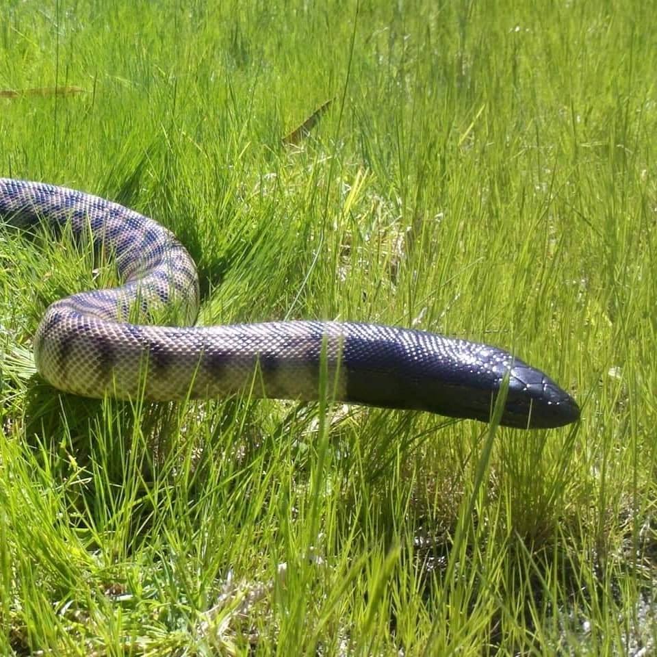 SW Reptile Encounter @ Wellington Discovery Forest - Parks and Wildlife ...
