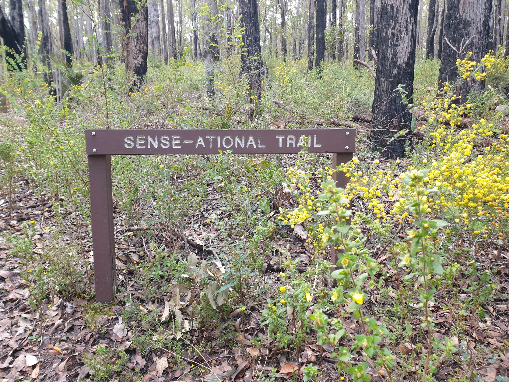 Sense-ational Trail @ Wellington Discovery Forest - Parks and Wildlife ...