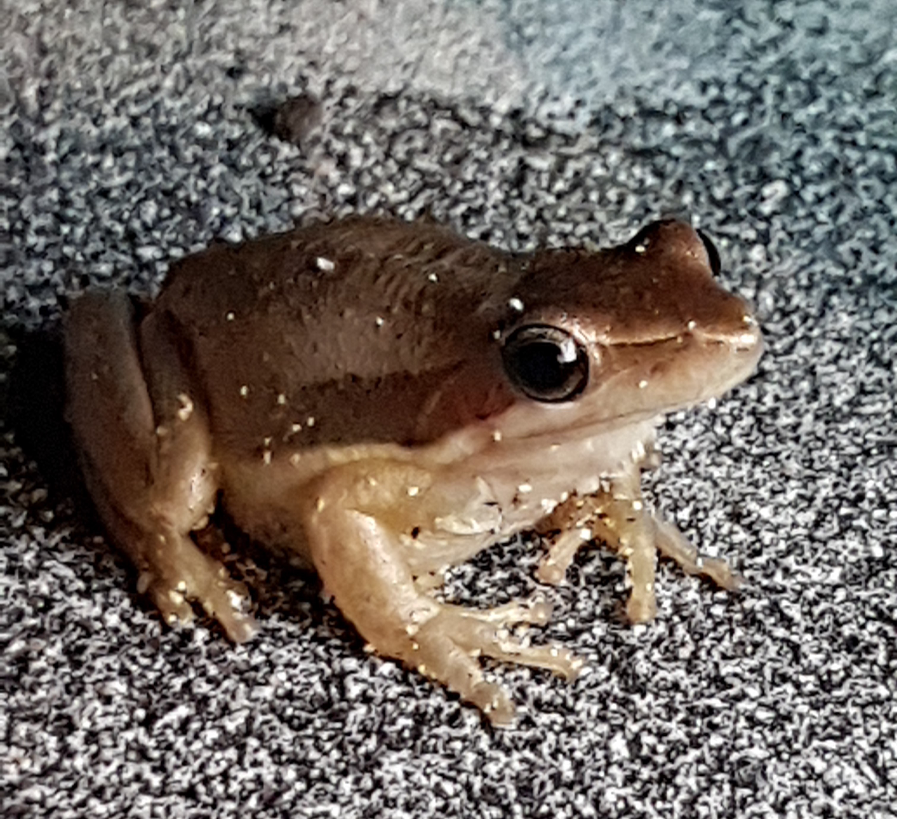Frog Forage @ Bunbury - Parks and Wildlife Service WA Reservations