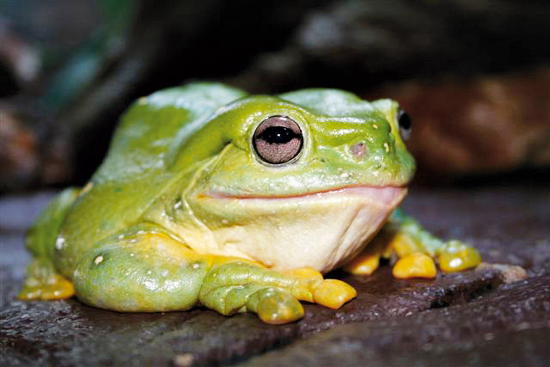 Pobblebonk Swamp (K-2) - Perth Metro - Parks and Wildlife Service WA ...