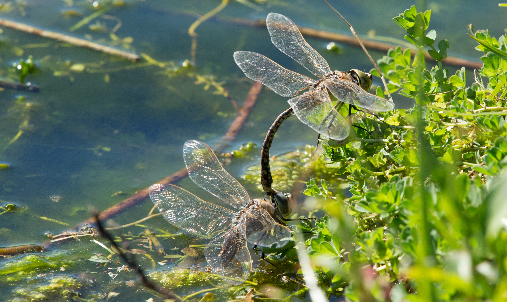 Incredible Invertebrates - Parks and Wildlife Service WA Reservations
