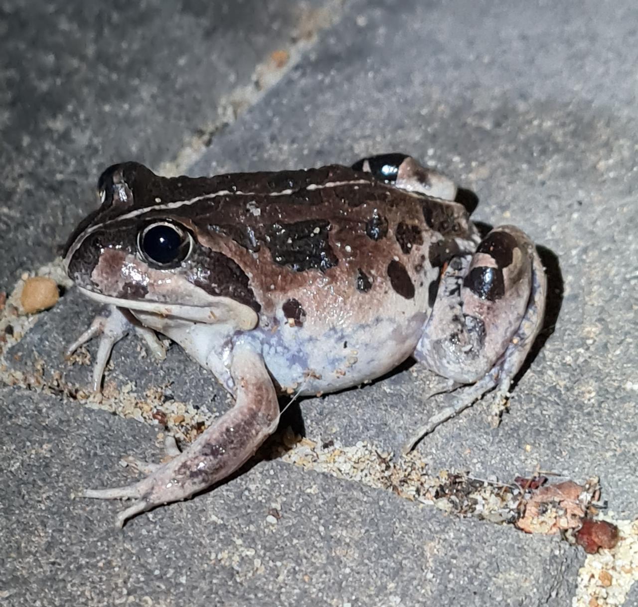 Frog Forage @ Big Swamp, Bunbury - Parks and Wildlife Service WA ...