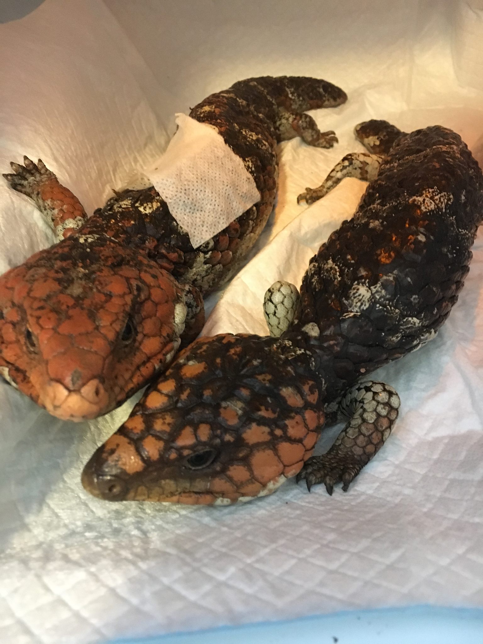 Basic Wildlife Rescue - PHDC - Parks and Wildlife Service WA Reservations