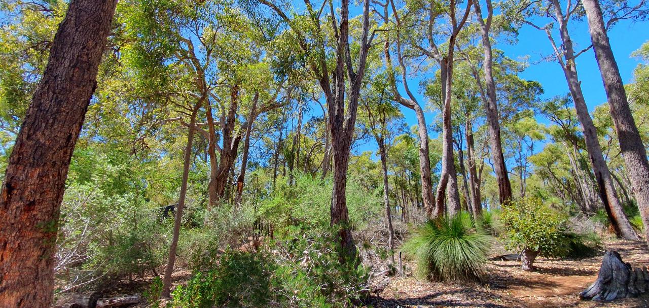 Weir view loop walk (7-12) - self guided - Perth Metro - Parks and ...