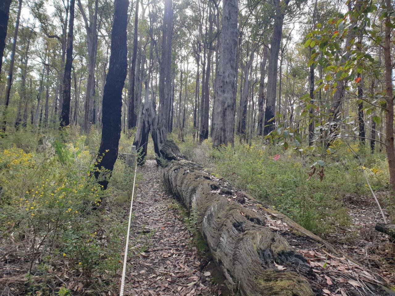 Sense-ational Trail @ Wellington Discovery Forest - Parks and Wildlife ...