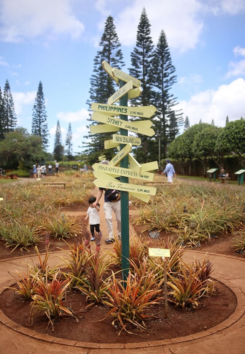 The Pineapple Bus - Dole Plantation and North Shore - BEST OF HAWAII ...