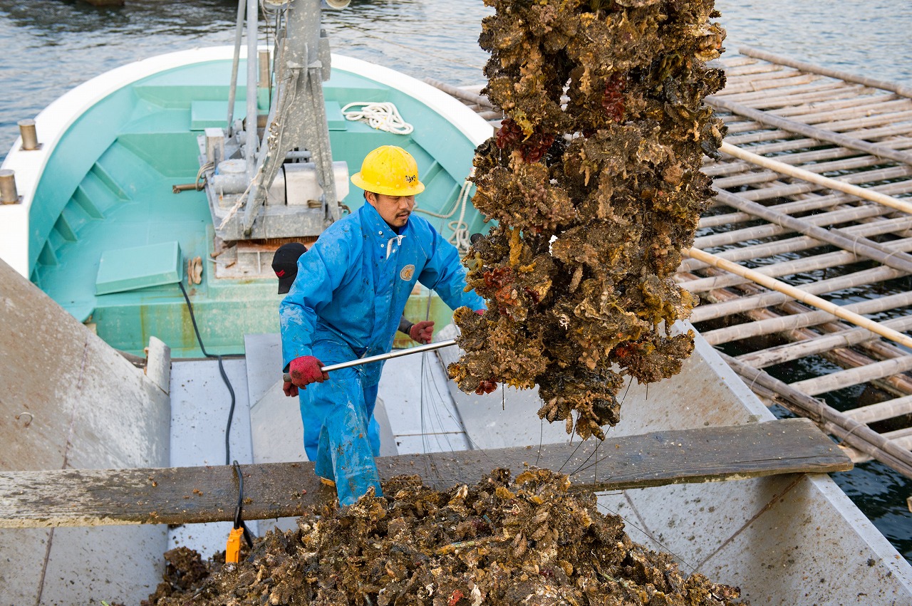 Witness an Oyster Harvest & Interact with Local Oyster Farmers ...