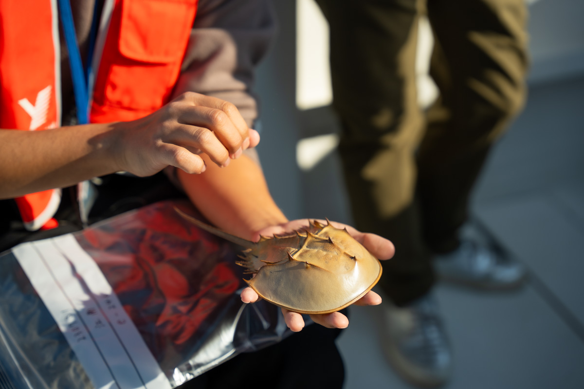 Discover the Enchanting Satoumi(Local Sea): Eco Cruising for a Natural ...