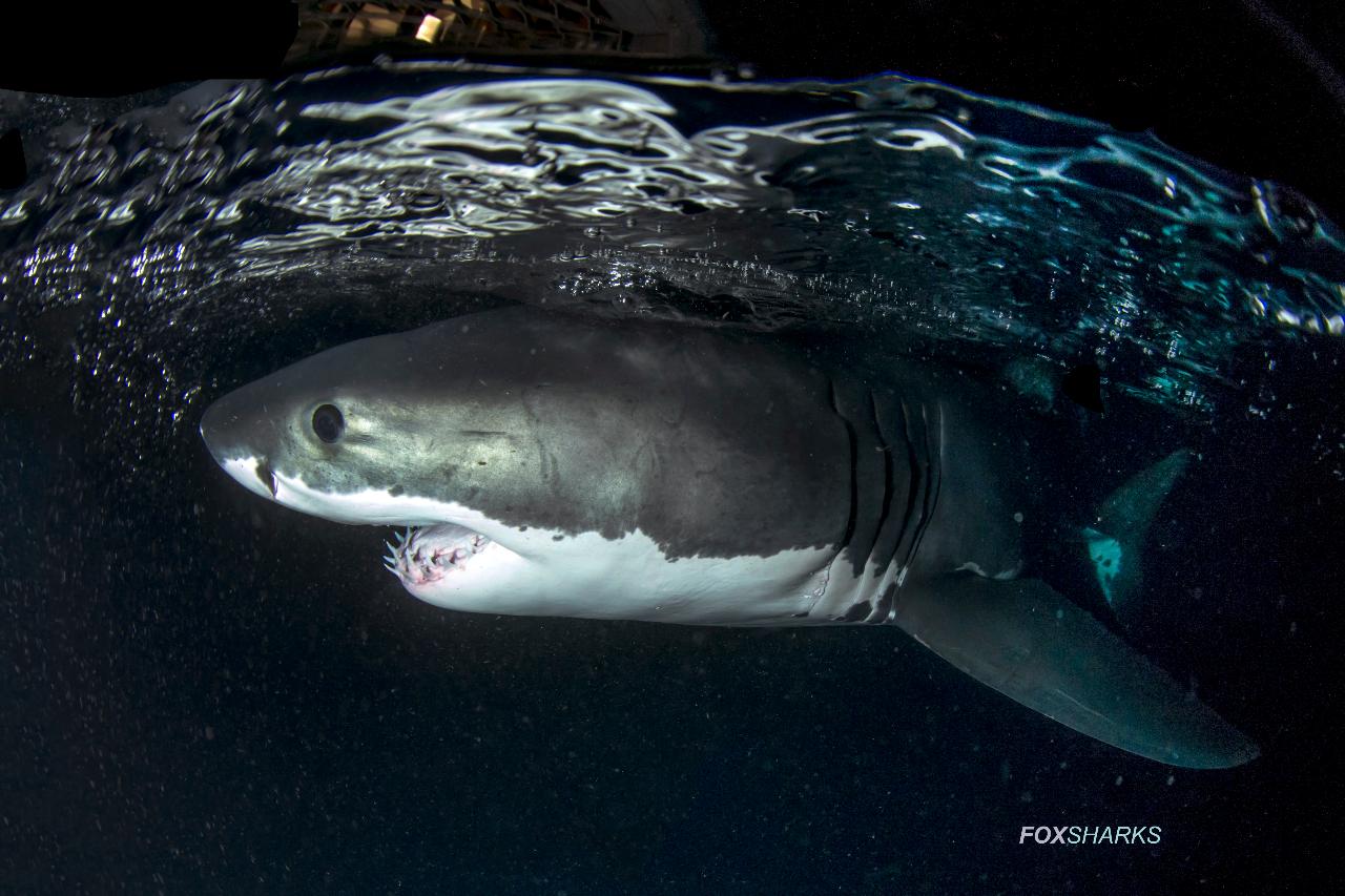 60th Anniversary Tour 2025 with Andrew Fox - Rodney Fox Shark ...