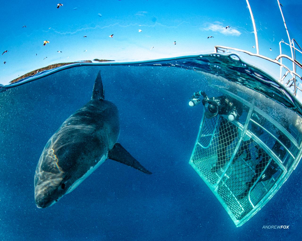 Great White Shark Expedition (4 days/4 Nights) 2026 - Rodney Fox Shark ...