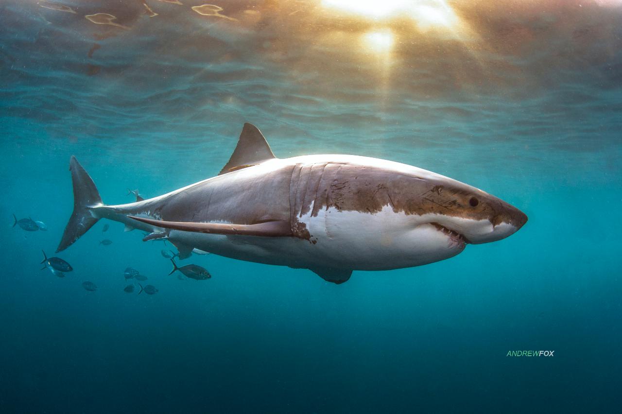 Southern Wonders Winter Safari - Rodney Fox Shark Expeditions Reservations