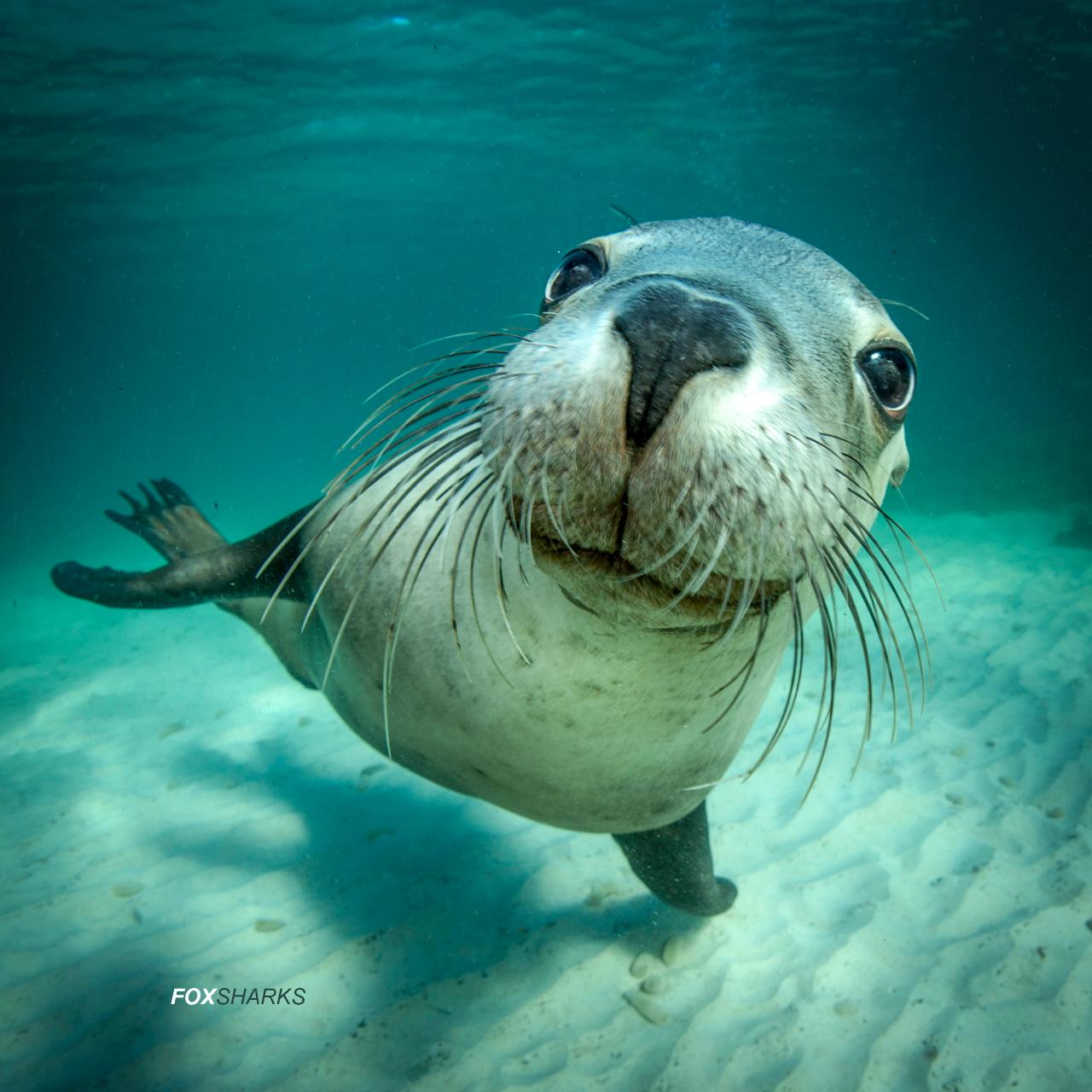 JAWS 50th Anniversary Tour - 7 nights with Rodney Fox - Rodney Fox ...