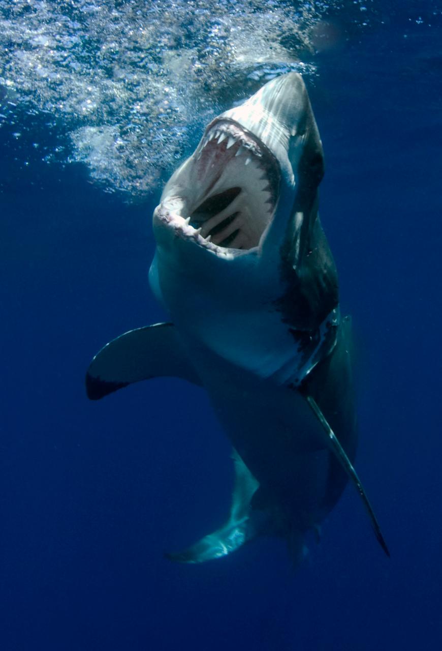 JAWS 50th Anniversary Tour - 7 nights with Rodney Fox - Rodney Fox ...