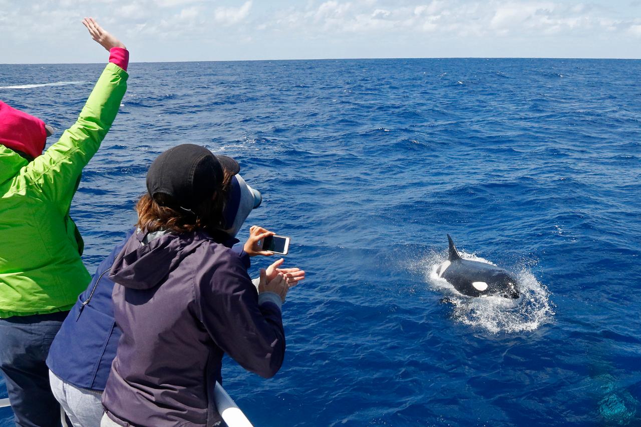 Bremer Bay Killer Whale (Orca) Expedition 2 day pass
