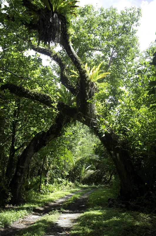 Atiu accommodation packages