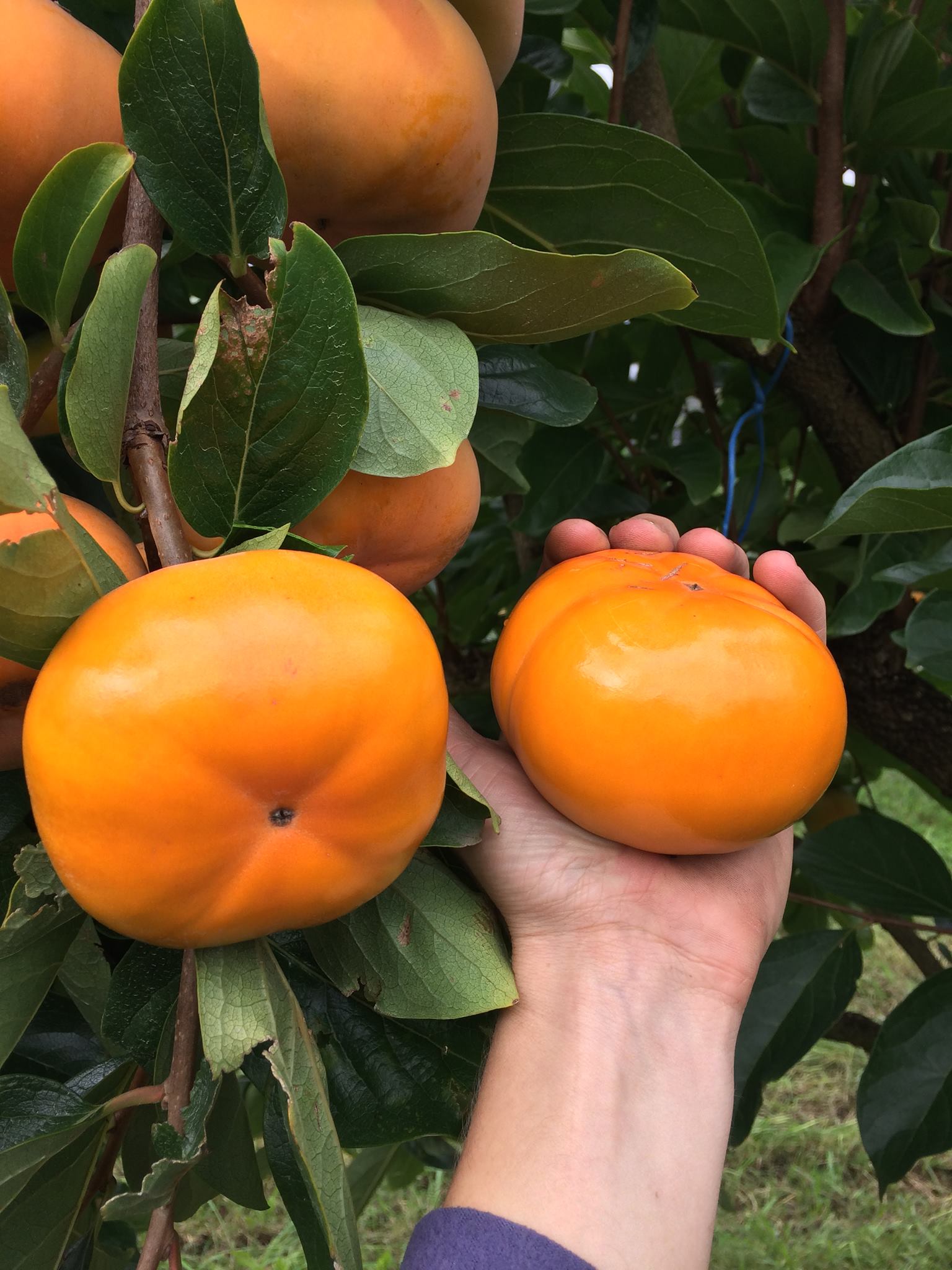 Pick Your Own PERSIMMON - Weekends - Cedar Creek Orchard Reservations