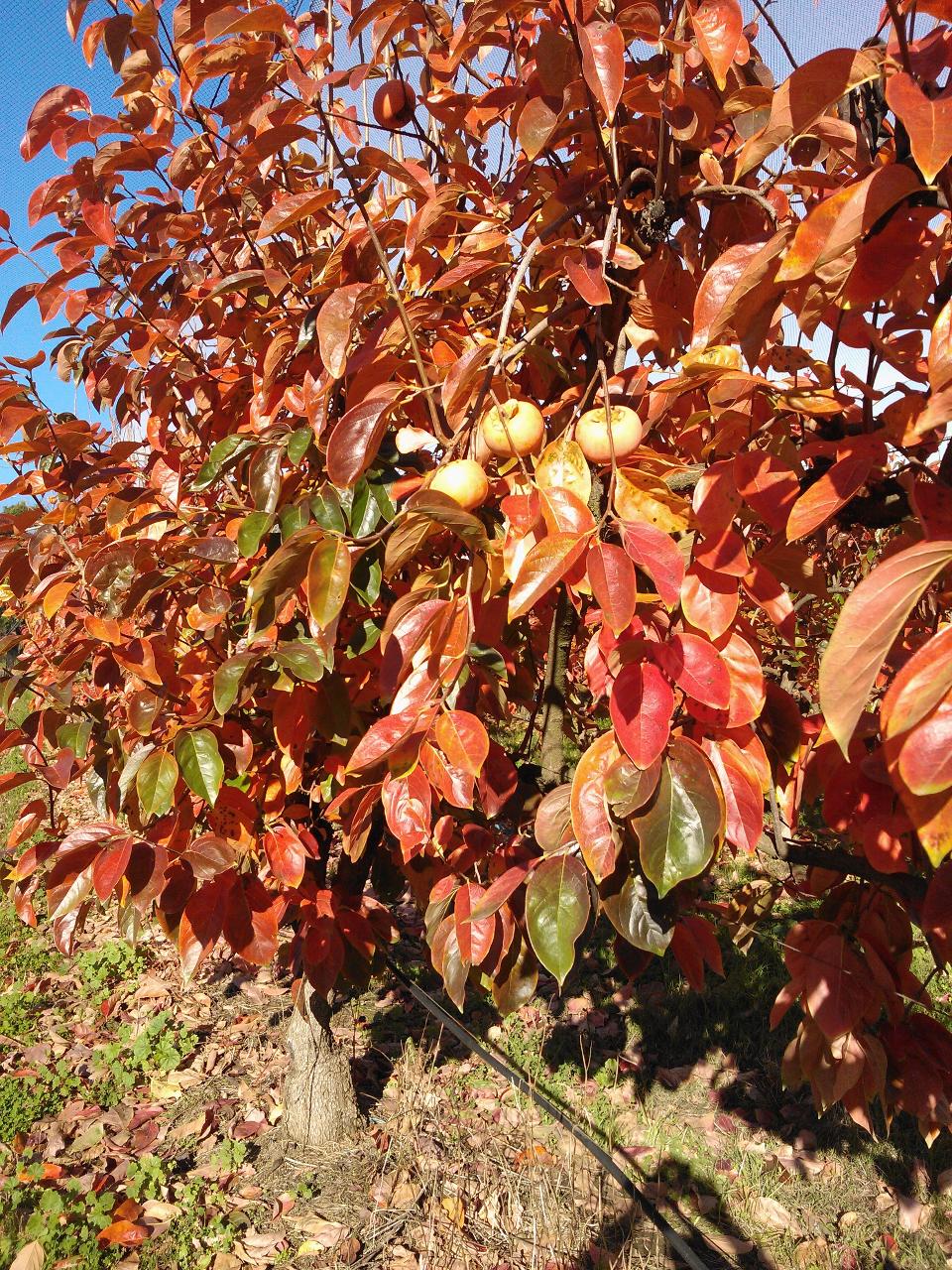 Pick Your Own PERSIMMON - Weekends - Cedar Creek Orchard Reservations