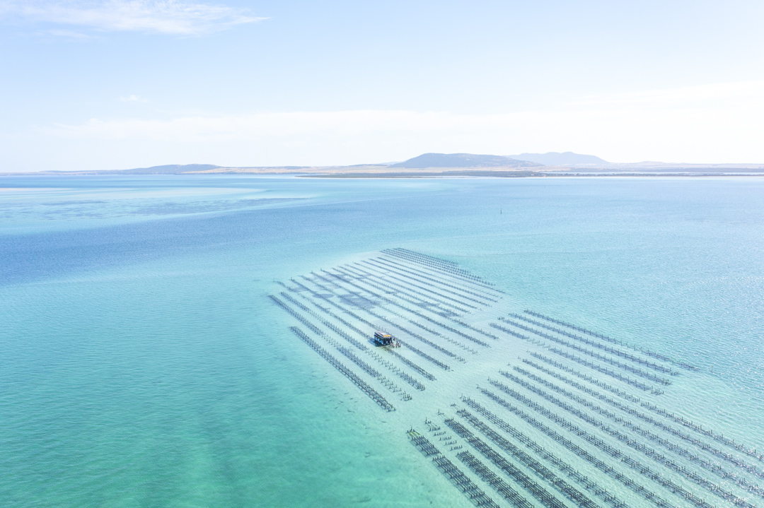 Coffin Bay Oyster Farm & Bay Tour - 12 Oysters - Inc Wading Experience ...