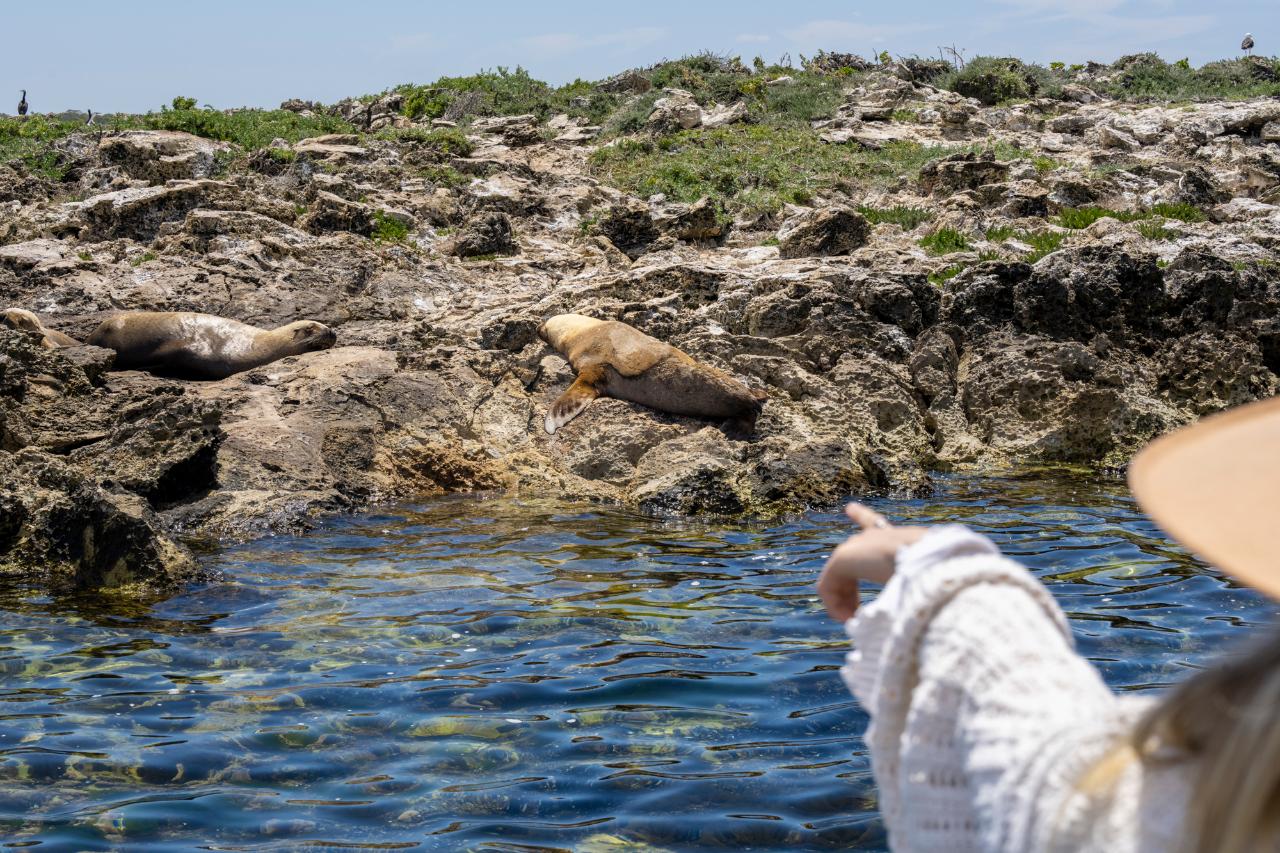 Coffin Bay Oyster Farm & Bay Tour - 12 Oysters - Inc Wading Experience ...