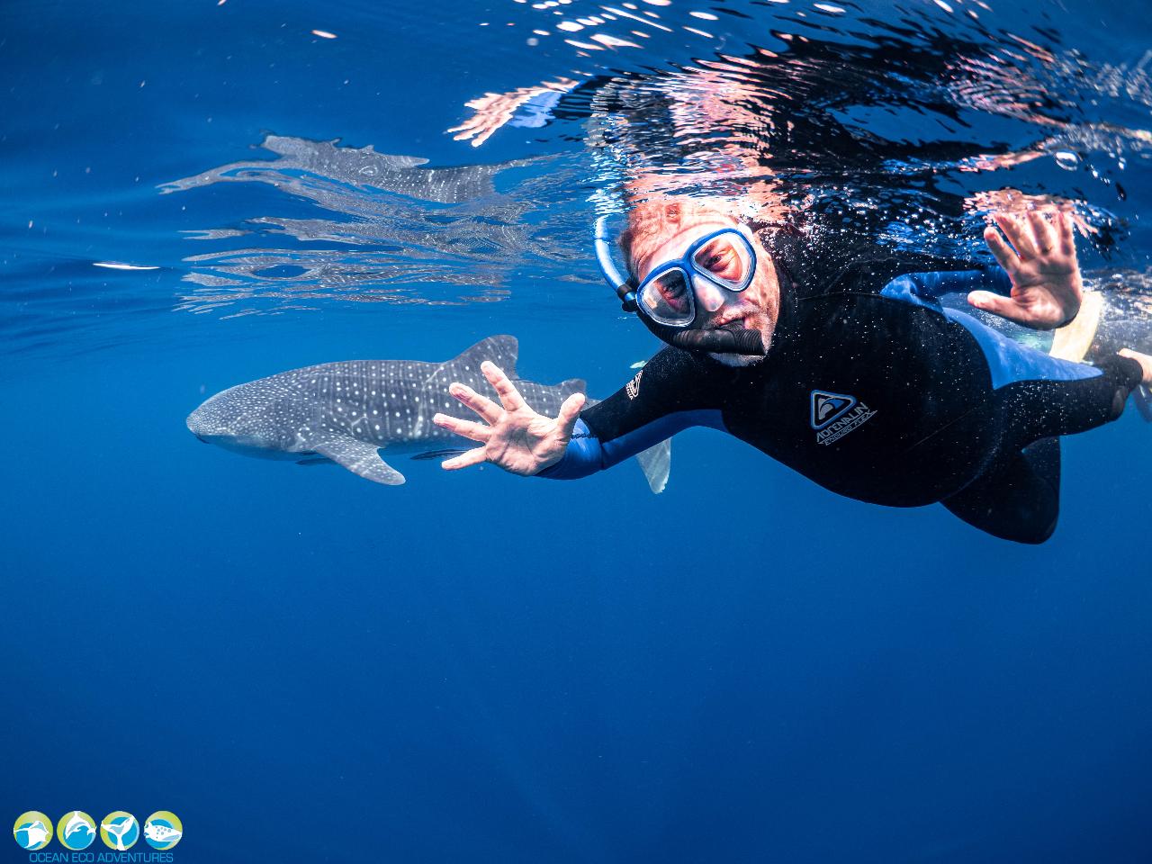 Whale Shark Discovery 2025 - Ocean Eco Adventures Reservations