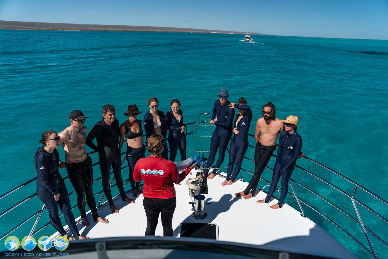 Whale Shark Discovery 2025 - Ocean Eco Adventures Reservations