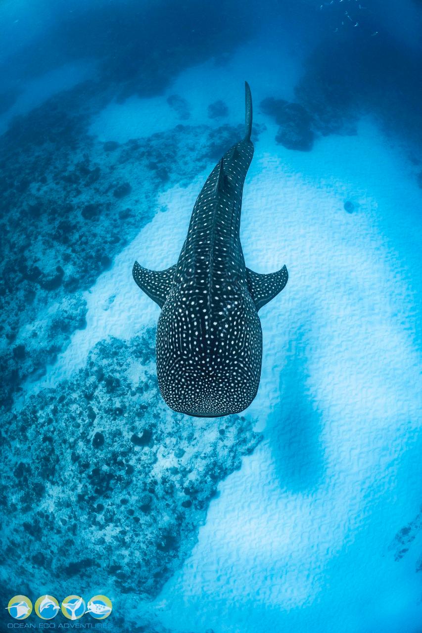 Whale Shark Discovery 2025 - Ocean Eco Adventures Reservations