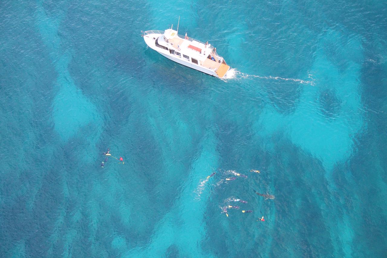 Whale Shark Discovery 2025 - Ocean Eco Adventures Reservations