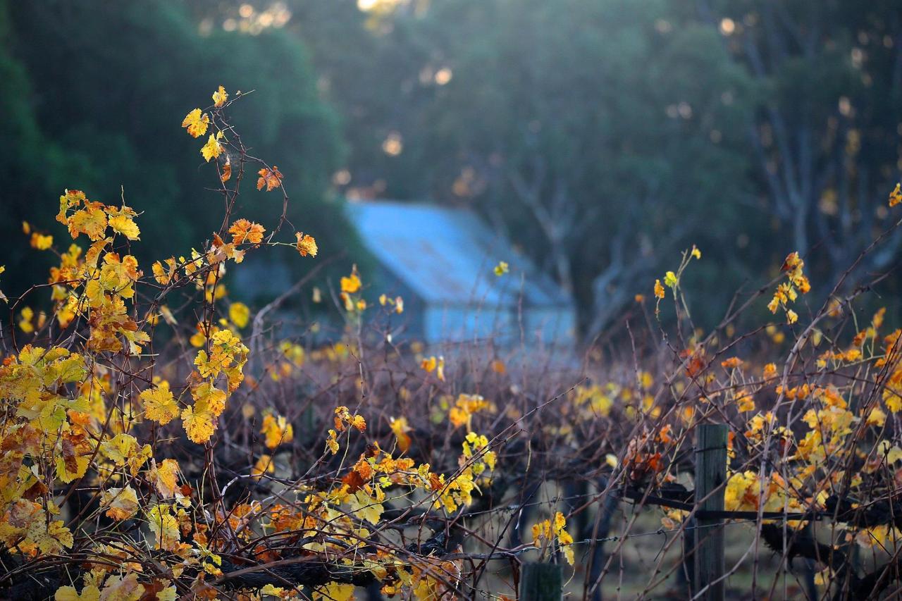 Vineyard Walk - Pfeiffer Wines Reservations