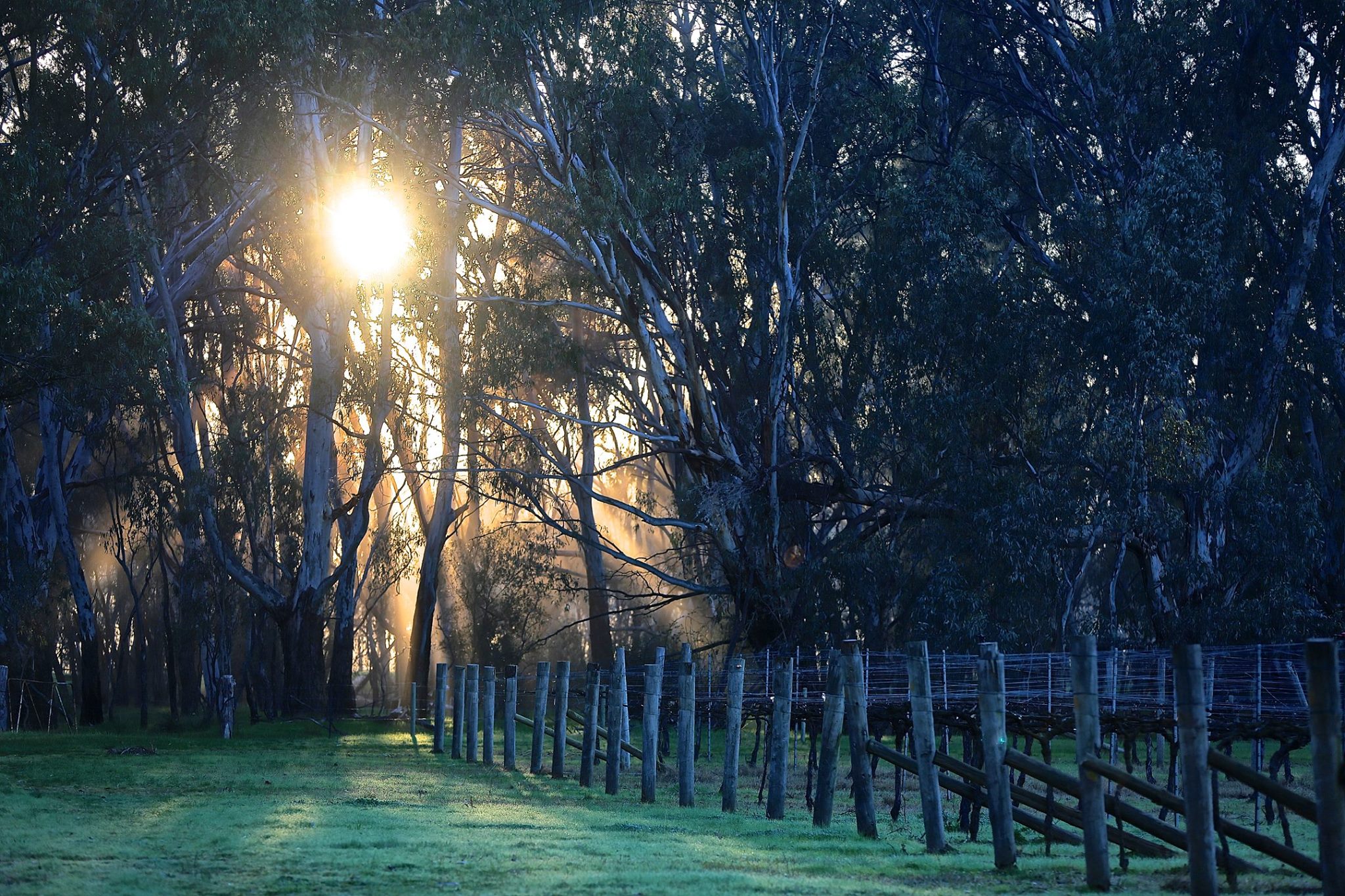 Vineyard Walk - Pfeiffer Wines Reservations