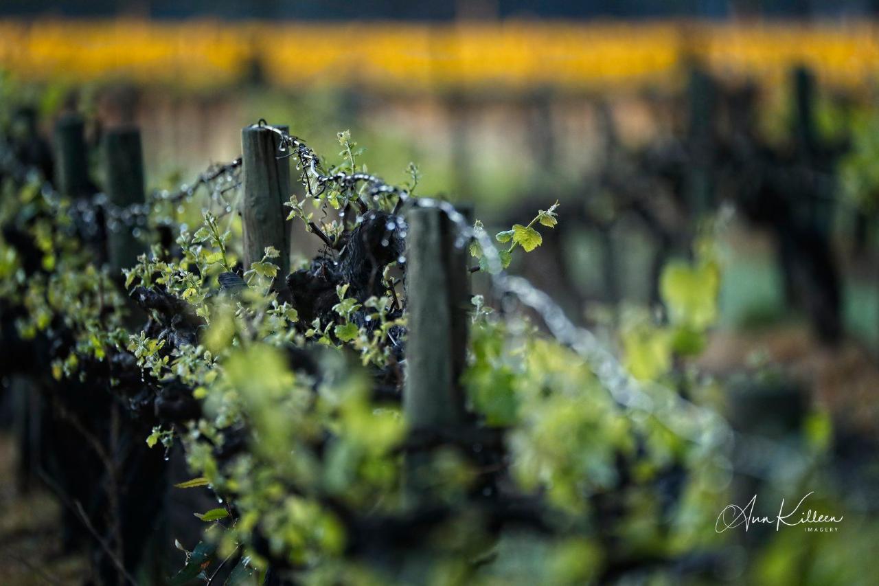 Sunday Creek Vineyard Walk - Pfeiffer Wines Reservations