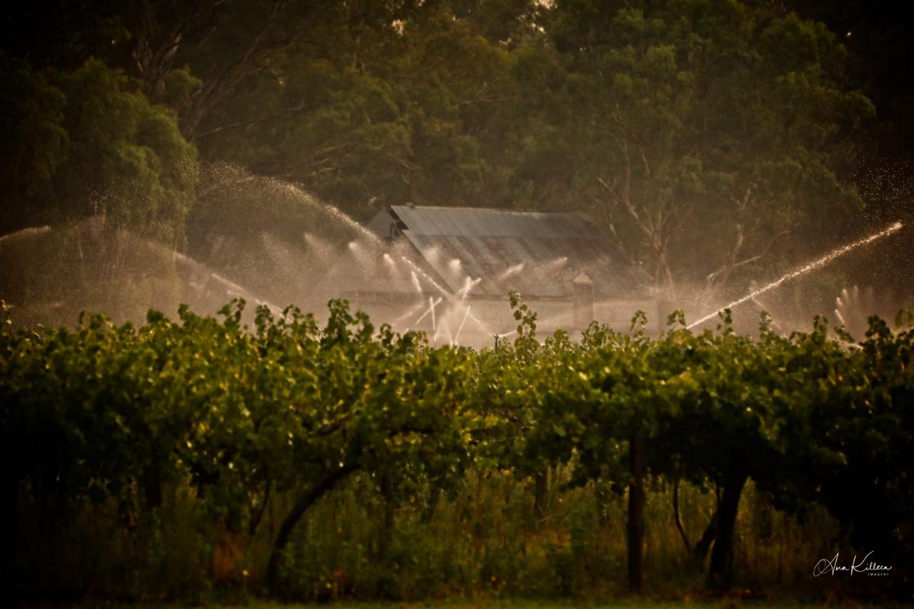 Sunday Creek Vineyard Walk - Pfeiffer Wines Reservations