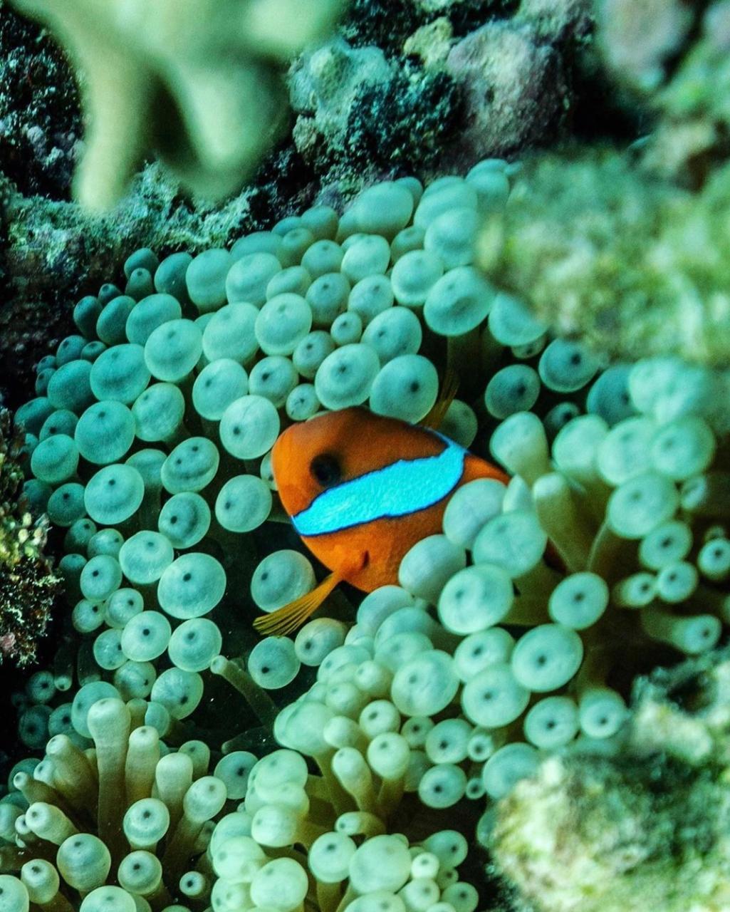 Snorkeling Byron Bay Tours at Julian Rocks 'Nguthungulli'